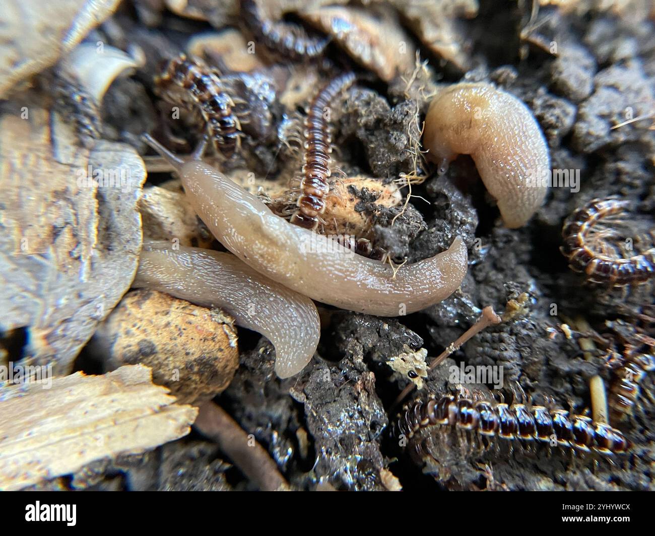 Threeband Slugs (Ambigolimax Stock Photo - Alamy