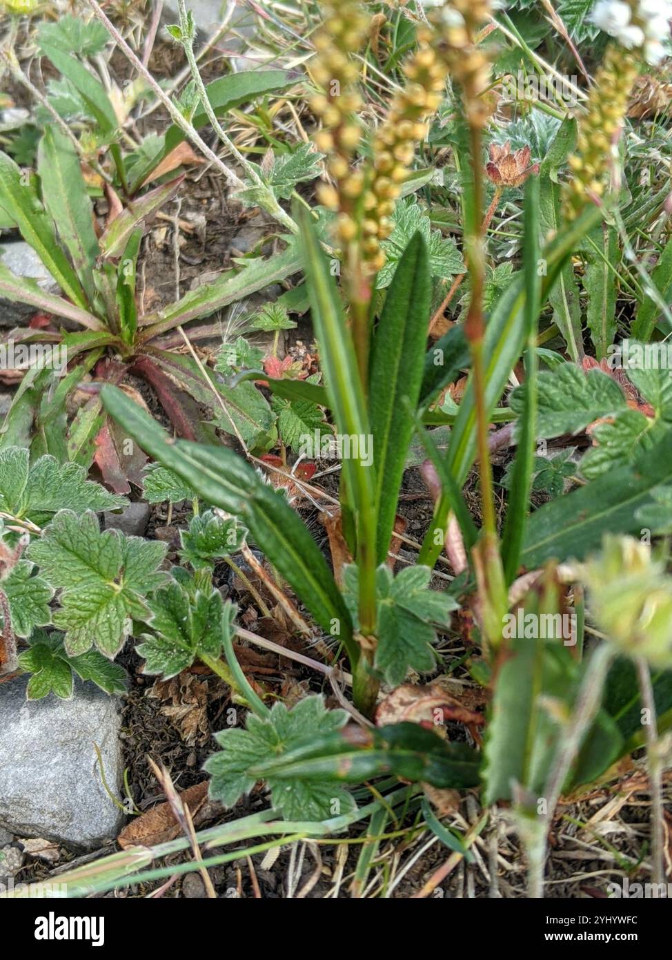 alpine bistort (Bistorta vivipara Stock Photo - Alamy