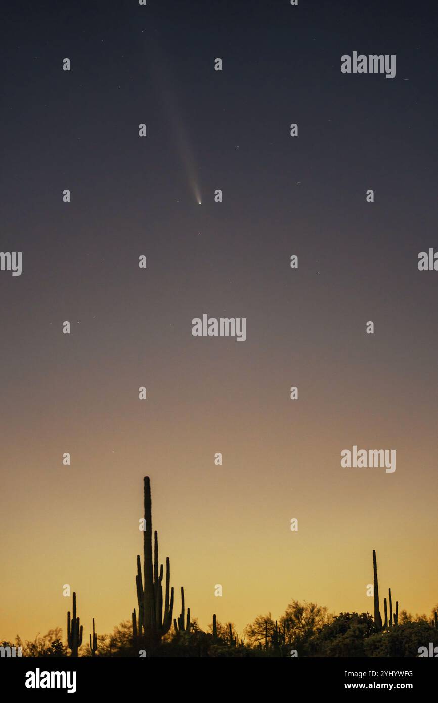 A comet soars through the night sky over Saguaro cactus in the desert ...