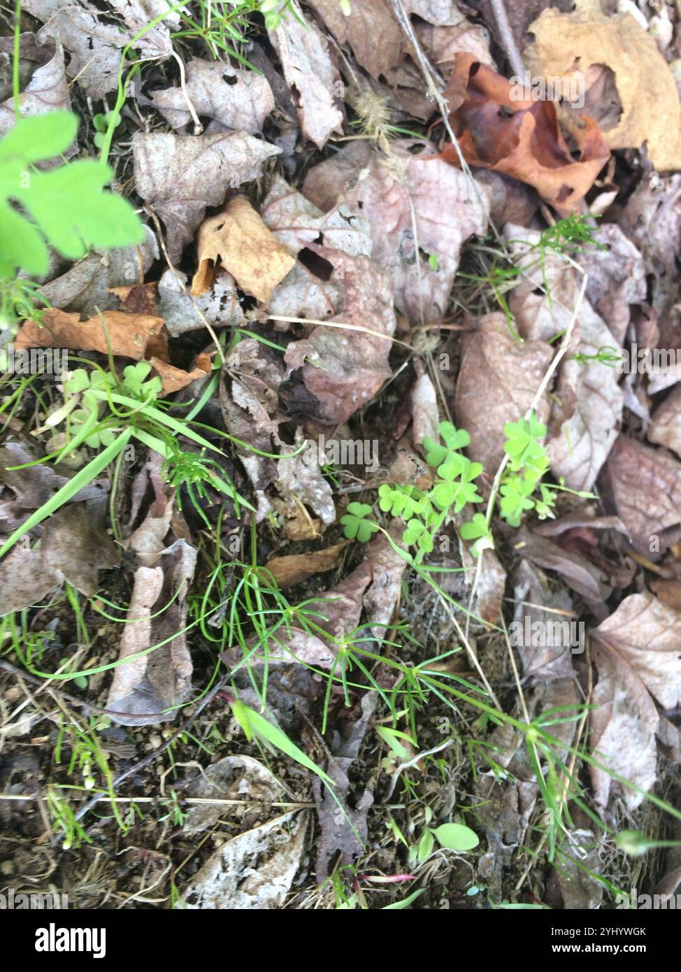 Corn spurrey (Spergula arvensis Stock Photo - Alamy