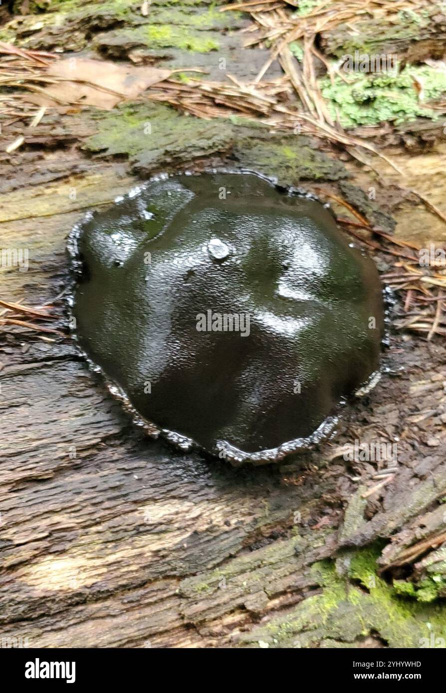 Dog's nose fungus (Camarops petersii Stock Photo - Alamy