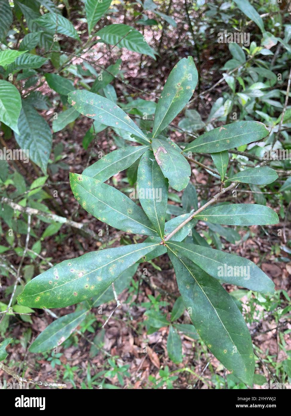 swamp laurel oak (Quercus laurifolia Stock Photo - Alamy