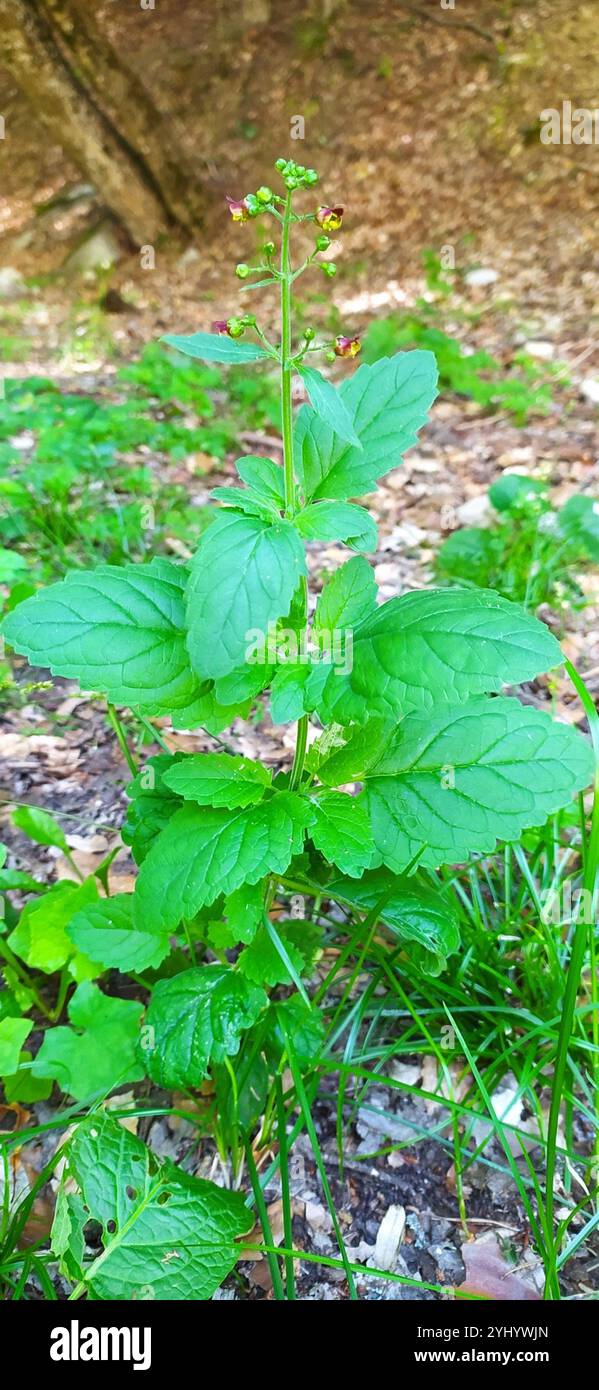 Italian figwort hi-res stock photography and images - Alamy