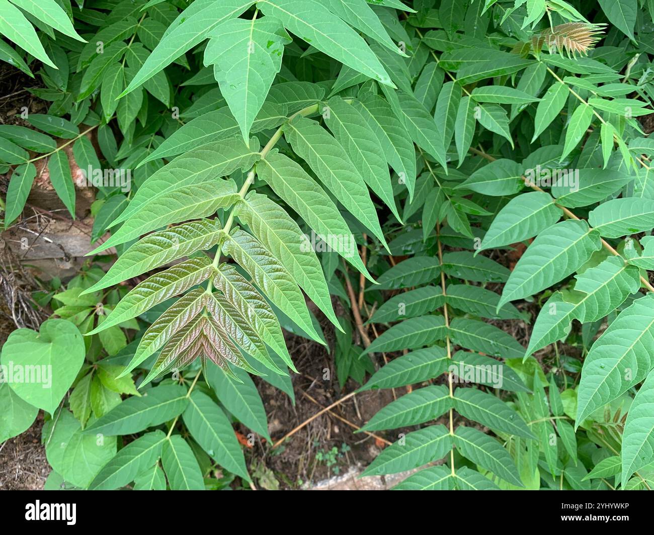 tree-of-heaven (Ailanthus altissima Stock Photo - Alamy