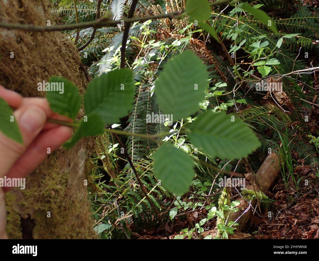 Red Alder (Alnus rubra Stock Photo - Alamy