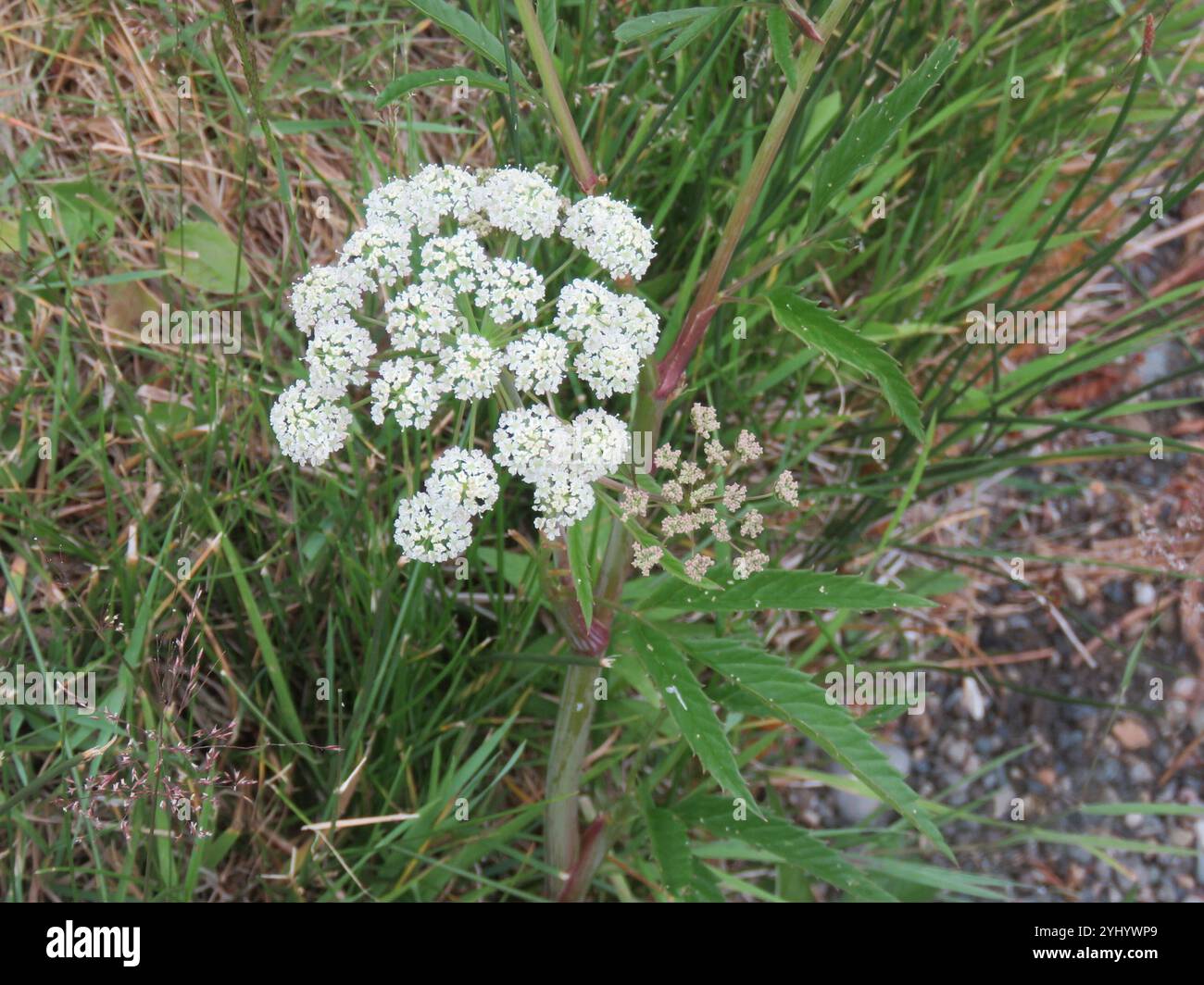 Western Water Hemlock (Cicuta douglasii Stock Photo - Alamy