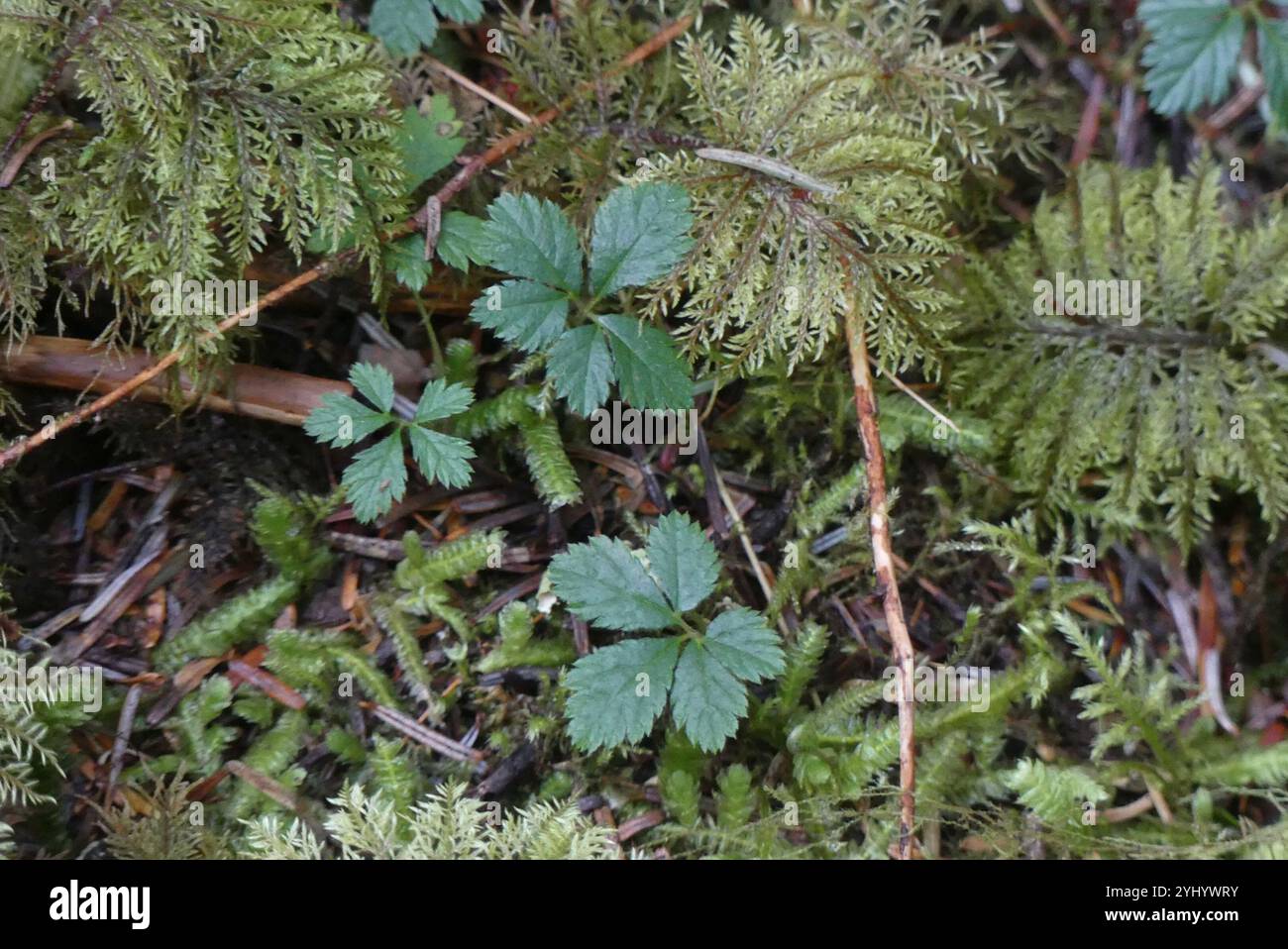 Five-leaf Dwarf Bramble (Rubus pedatus Stock Photo - Alamy