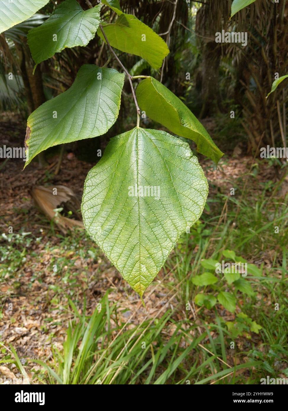 Red mulberry morus rubra hi-res stock photography and images - Alamy