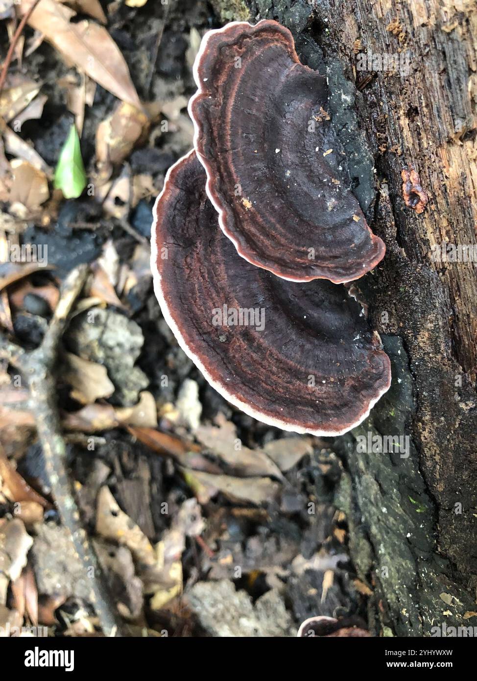 Nigroporus hi-res stock photography and images - Alamy