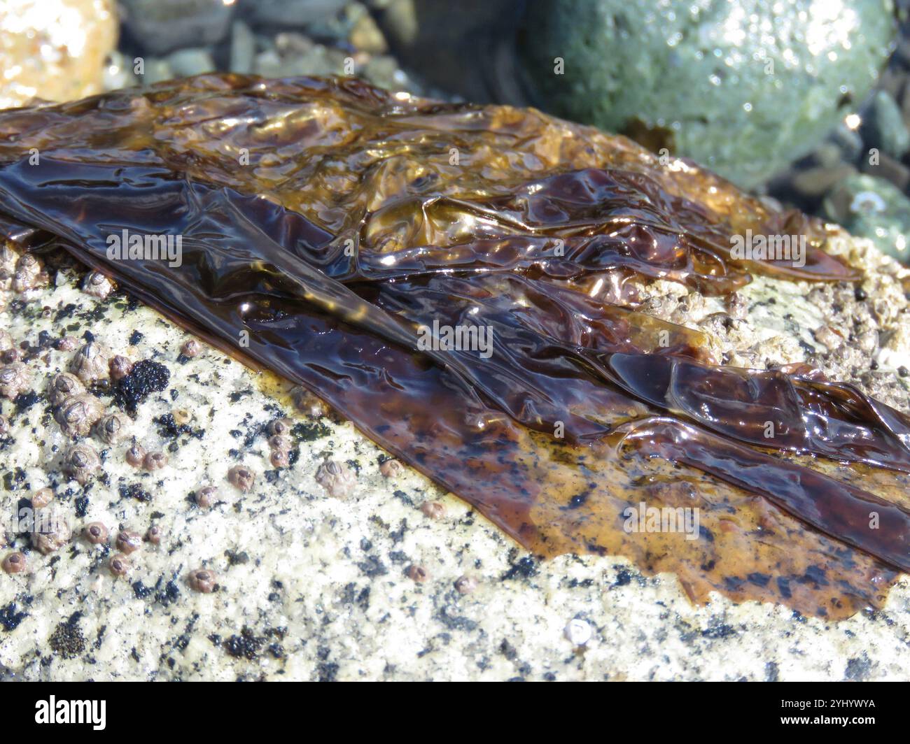 Pyropia hi-res stock photography and images - Alamy