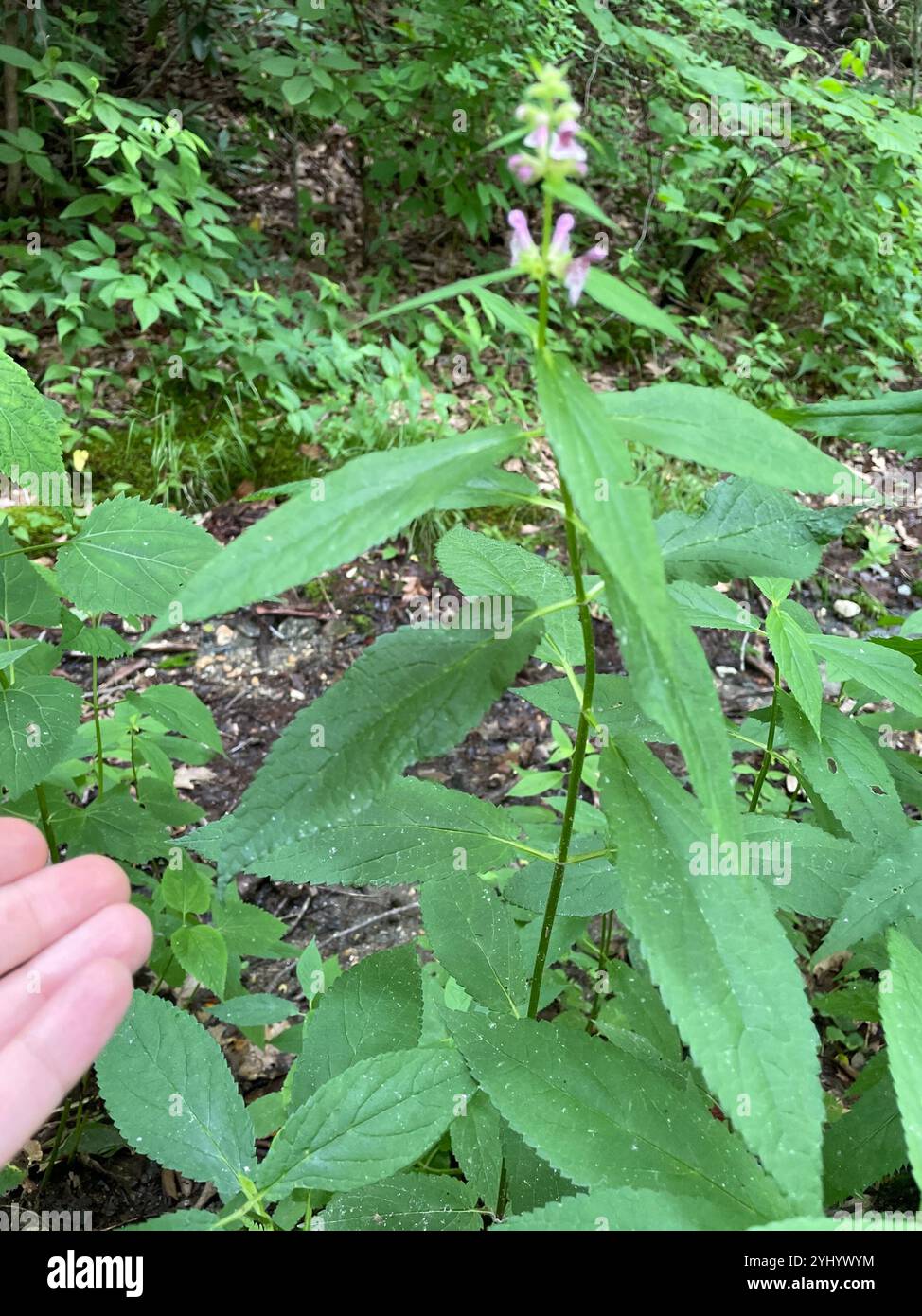 smooth hedgenettle (Stachys tenuifolia Stock Photo - Alamy