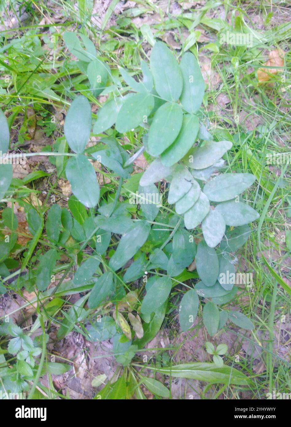 Pisiform grass-pea (Lathyrus pisiformis Stock Photo - Alamy