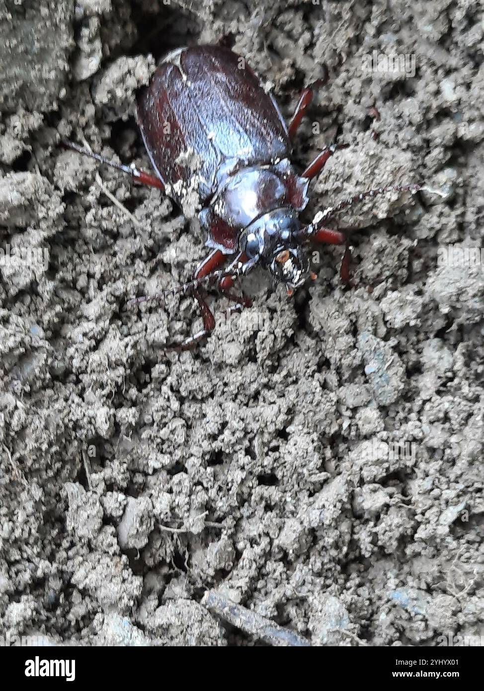Broad-necked Root Borer (Prionus laticollis Stock Photo - Alamy