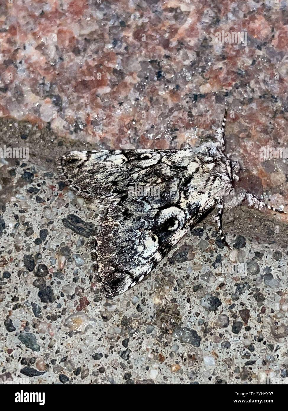 Laugher Moth (Charadra deridens Stock Photo - Alamy