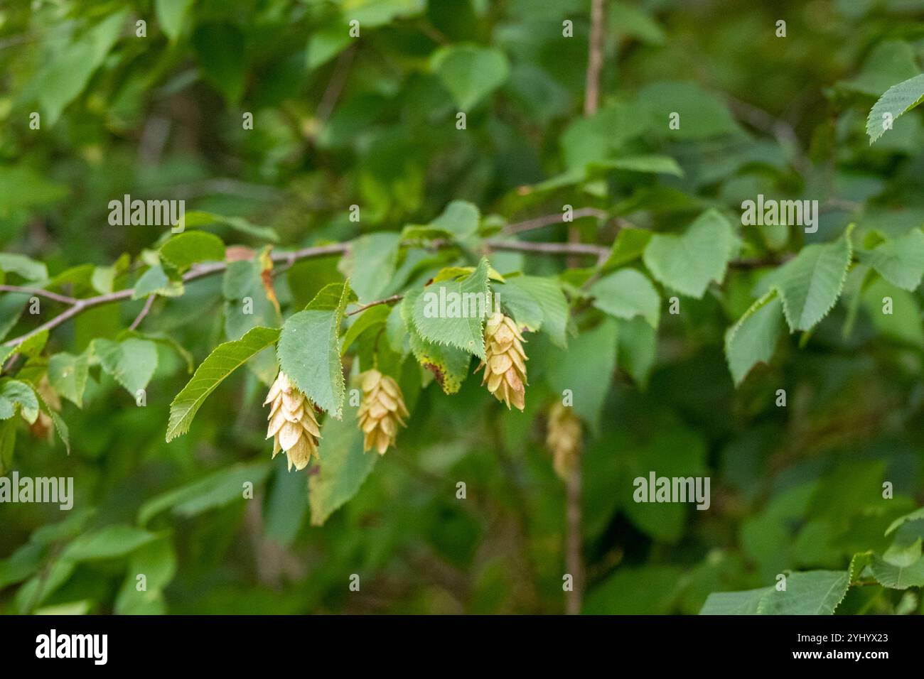 American hophornbeam (Ostrya virginiana Stock Photo - Alamy