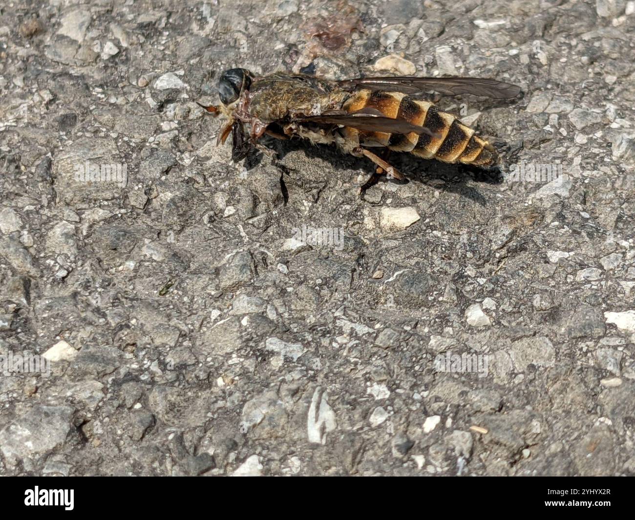 Dark Giant Horse Fly (Tabanus sudeticus Stock Photo - Alamy