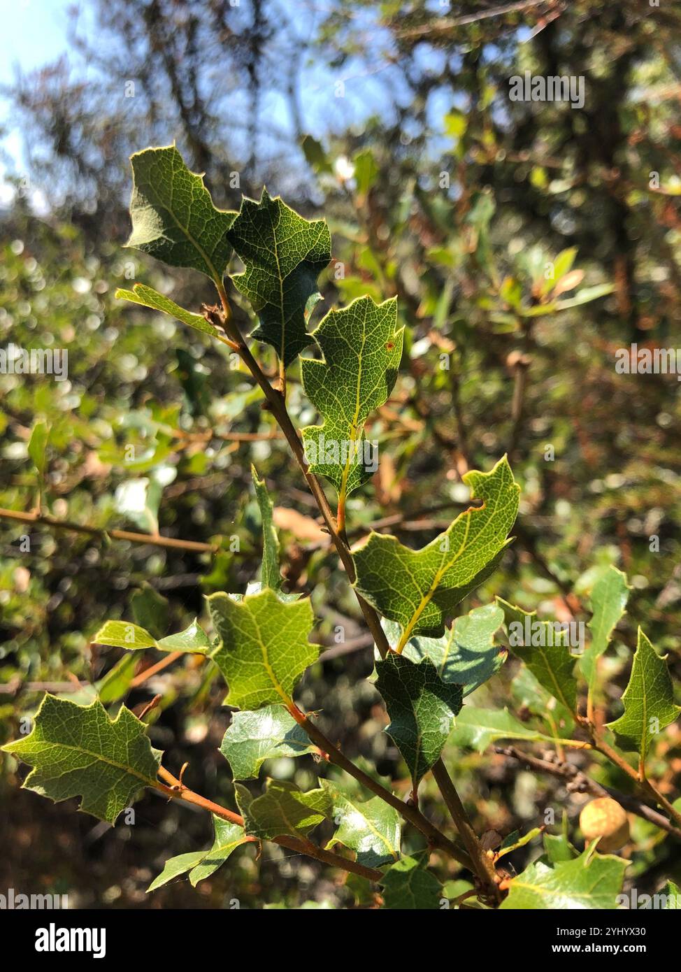 California scrub oak (Quercus berberidifolia Stock Photo - Alamy