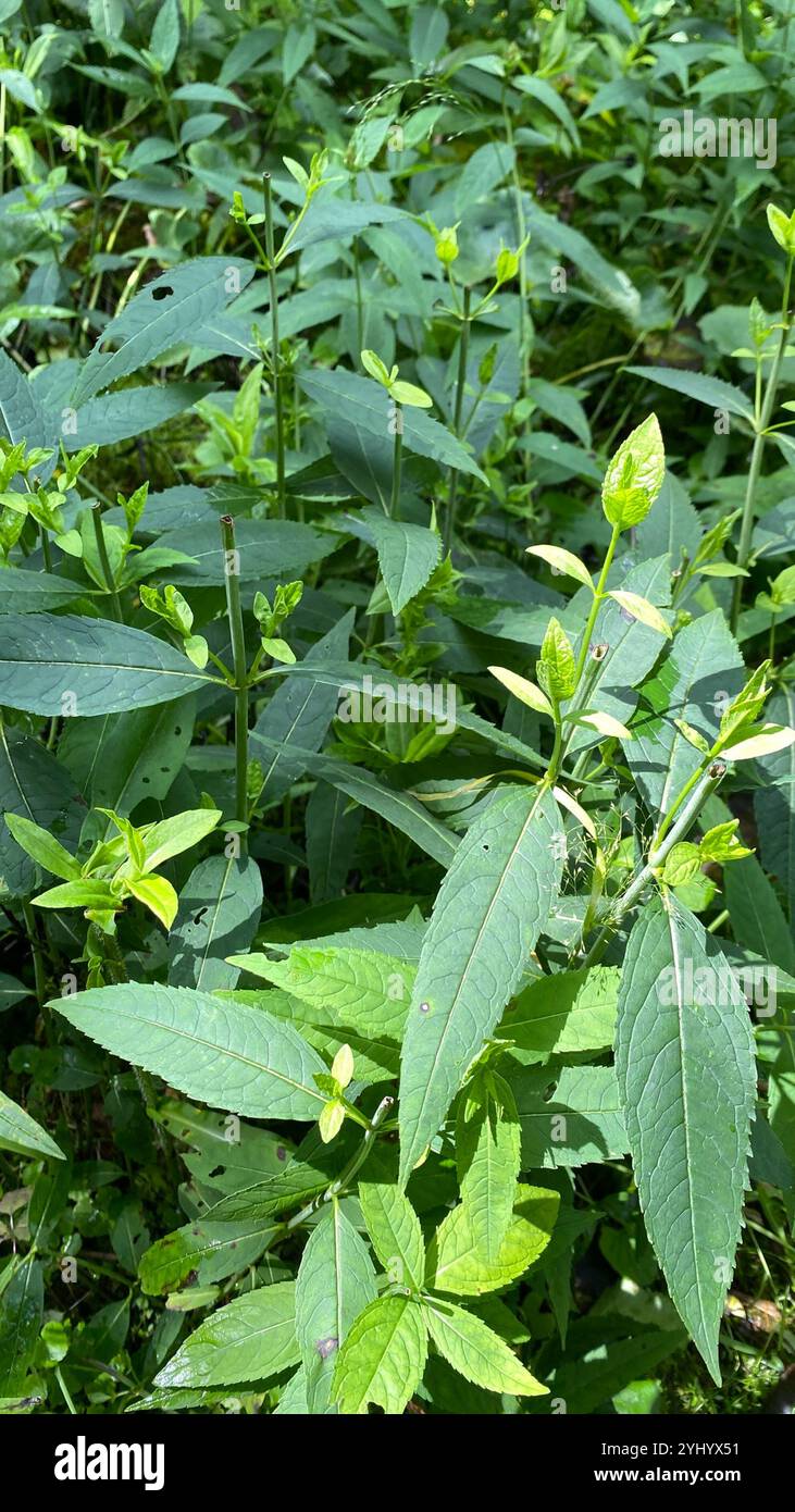 white turtlehead (Chelone glabra Stock Photo - Alamy
