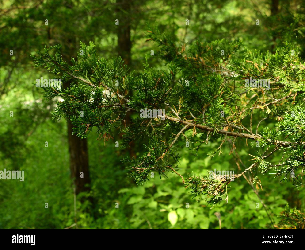 eastern redcedar (Juniperus virginiana Stock Photo - Alamy