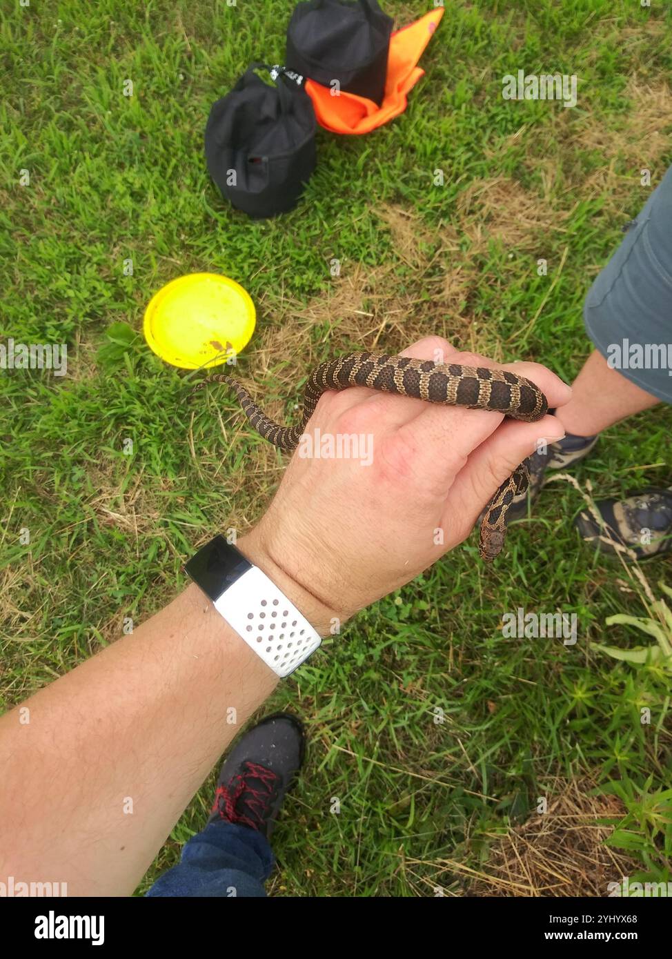 Eastern Foxsnake (Pantherophis vulpinus Stock Photo - Alamy