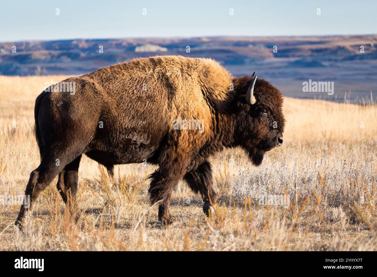 A bull bison walking through grasslands flats below badlands in the ...