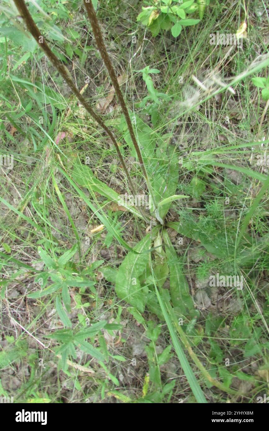 Spotted Cat's-ear (Hypochaeris maculata Stock Photo - Alamy