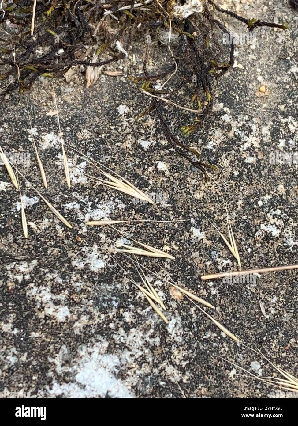 rattail sixweeks grass (Festuca myuros Stock Photo - Alamy