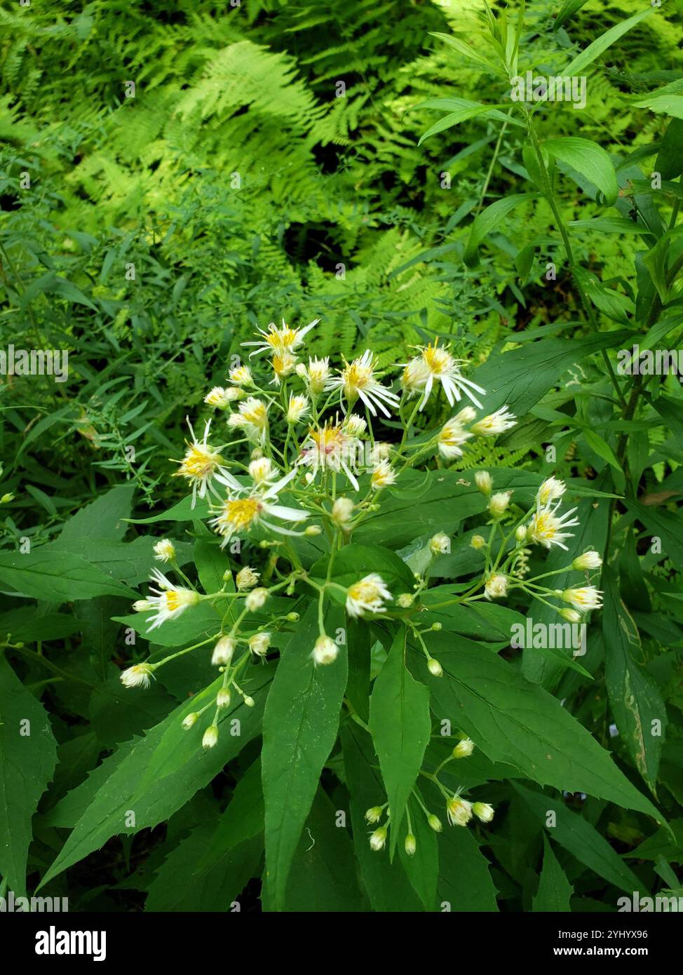 whorled wood aster (Oclemena acuminata Stock Photo - Alamy