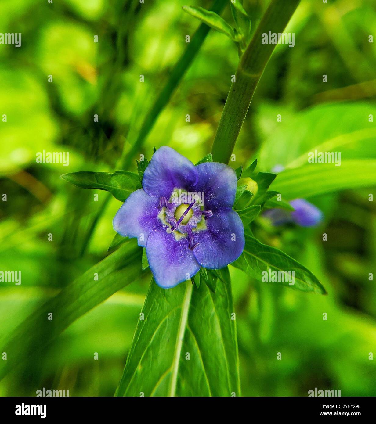 False fiddleleaf hi-res stock photography and images - Alamy