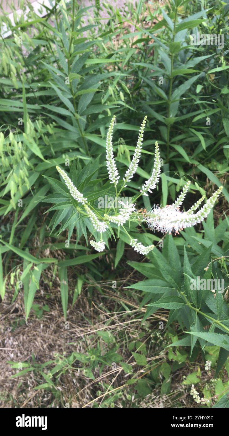 Culver's root (Veronicastrum virginicum Stock Photo - Alamy
