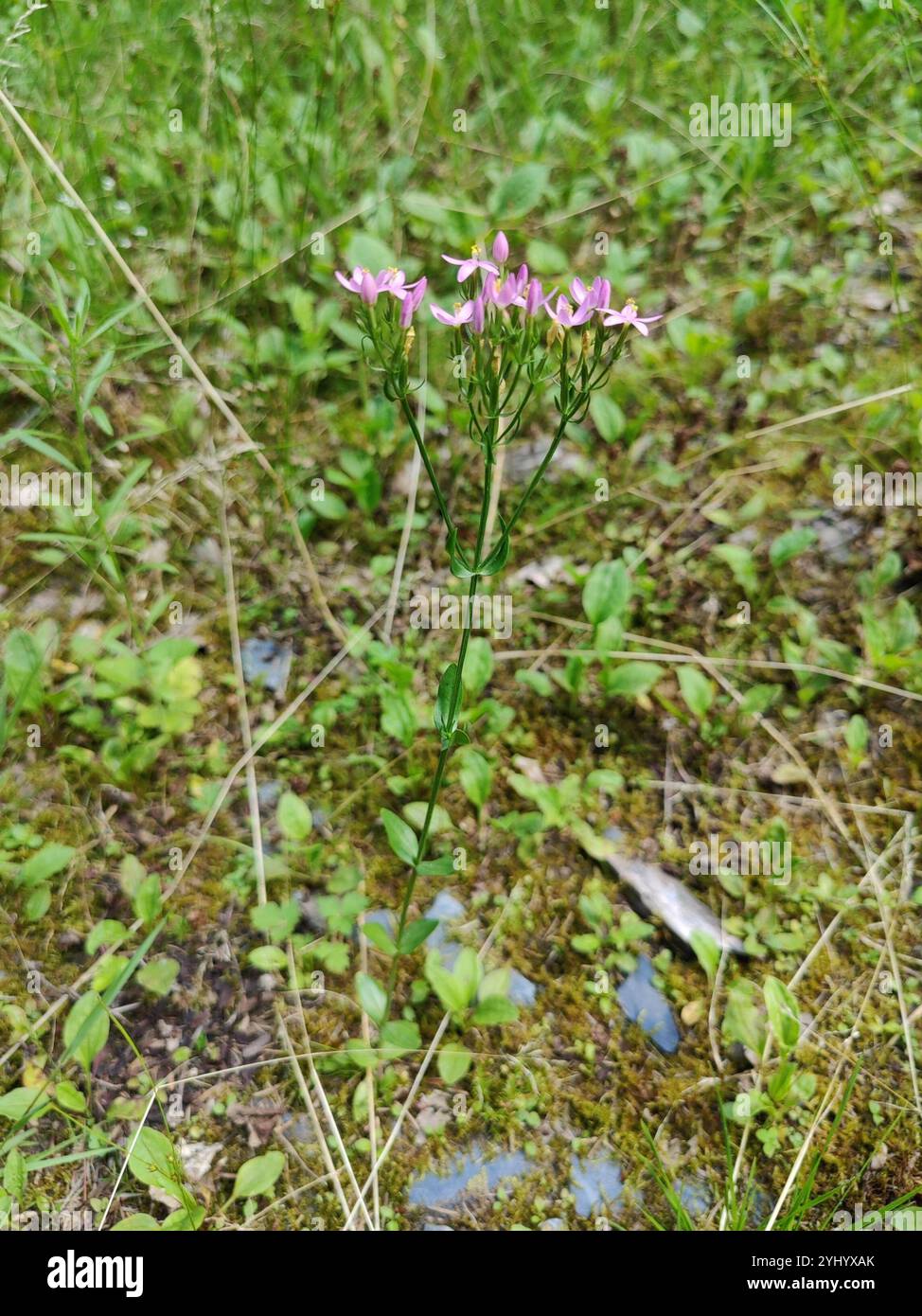 Common centaury (Centaurium erythraea Stock Photo - Alamy