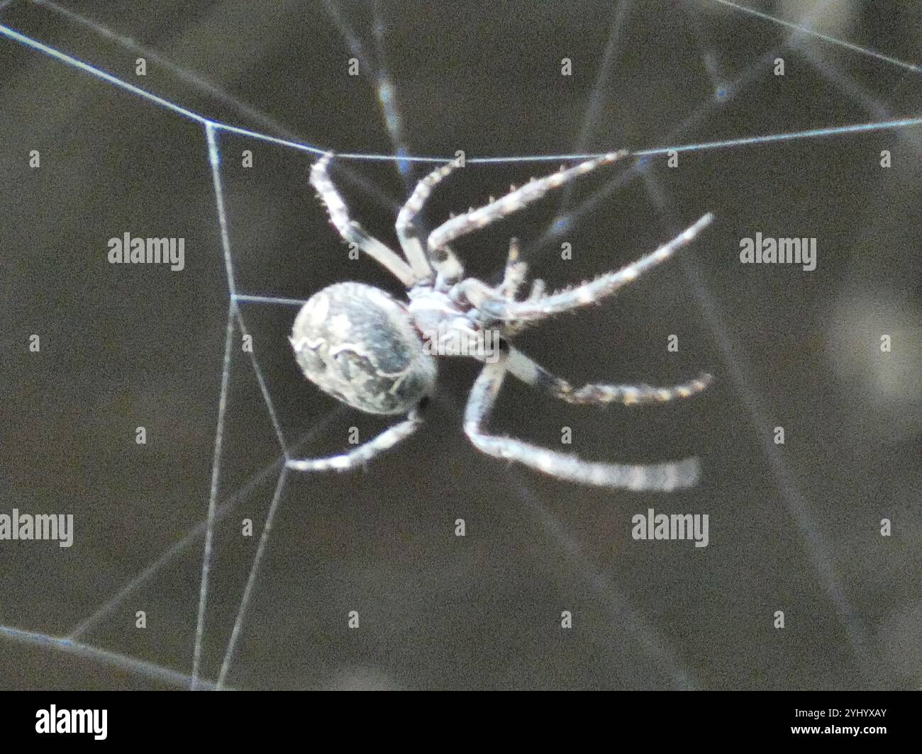 Grey Cross Spider (Larinioides sclopetarius Stock Photo - Alamy
