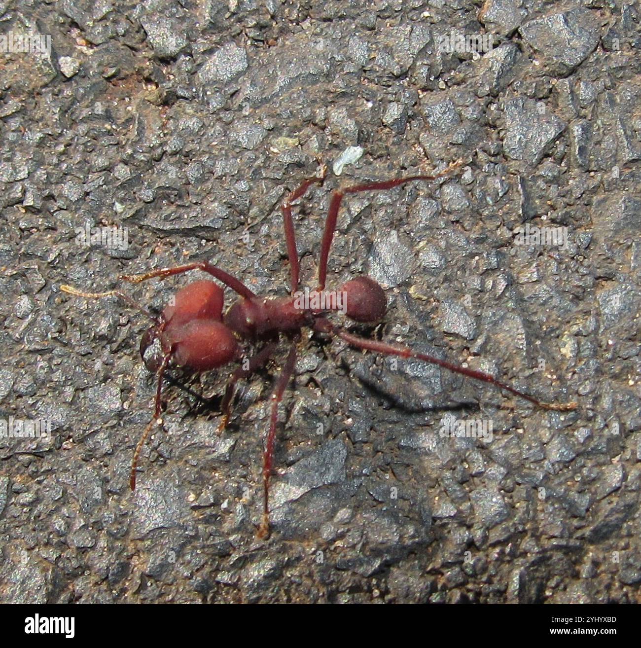 Atta Leaf-cutter Ants (Atta Stock Photo - Alamy