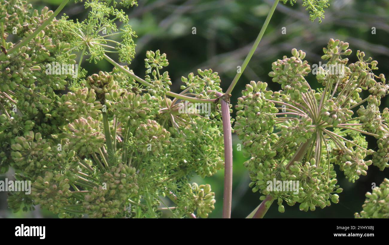 purple-stemmed angelica (Angelica atropurpurea Stock Photo - Alamy