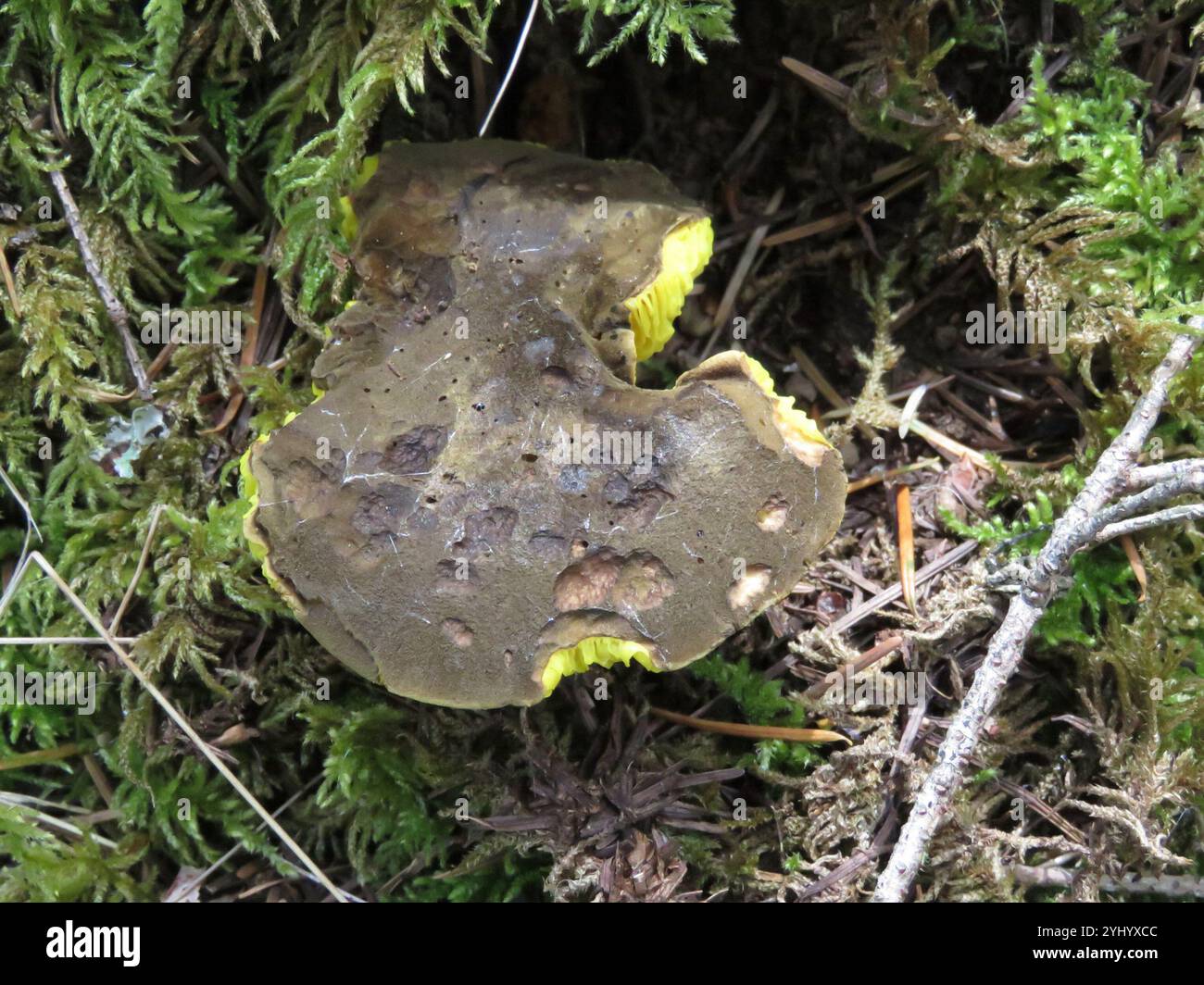 Western Gilled Bolete (Phylloporus arenicola Stock Photo - Alamy