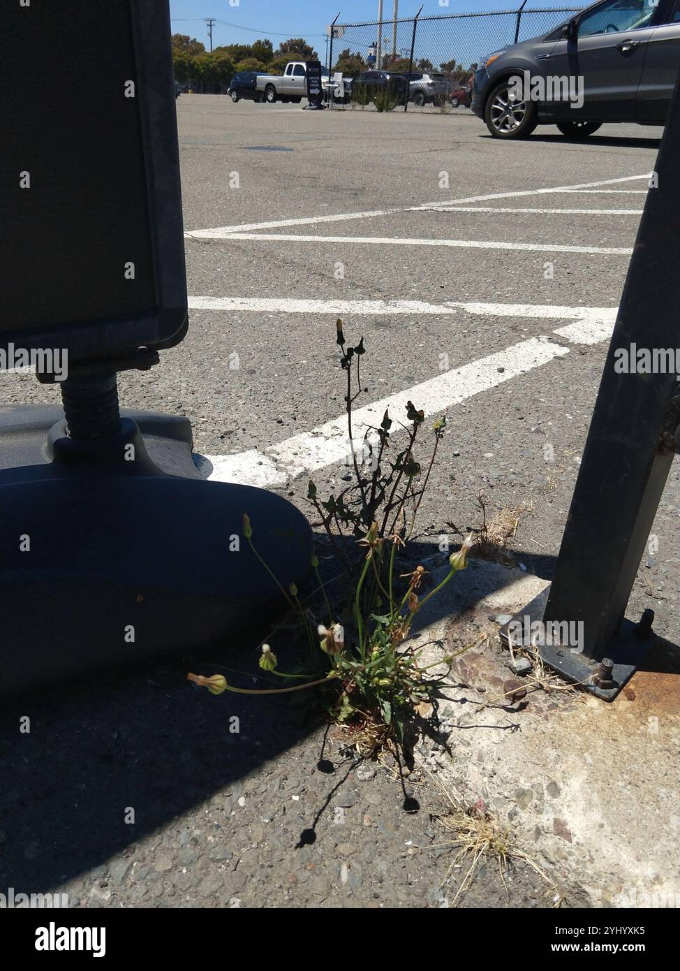 False Hawkbit (Urospermum picroides Stock Photo - Alamy