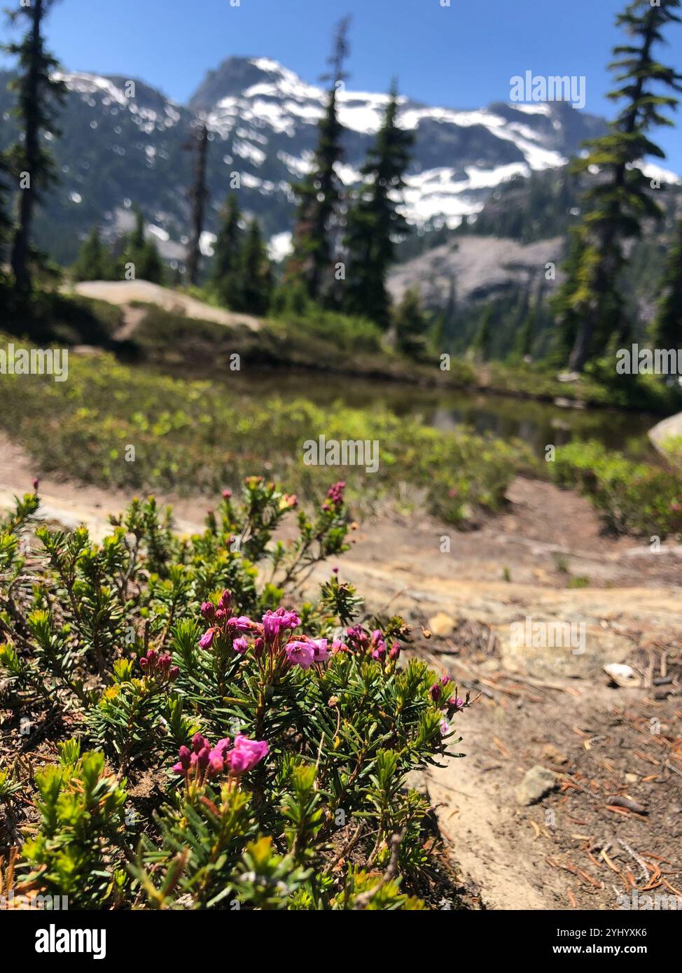 pink mountainheath (Phyllodoce empetriformis Stock Photo - Alamy