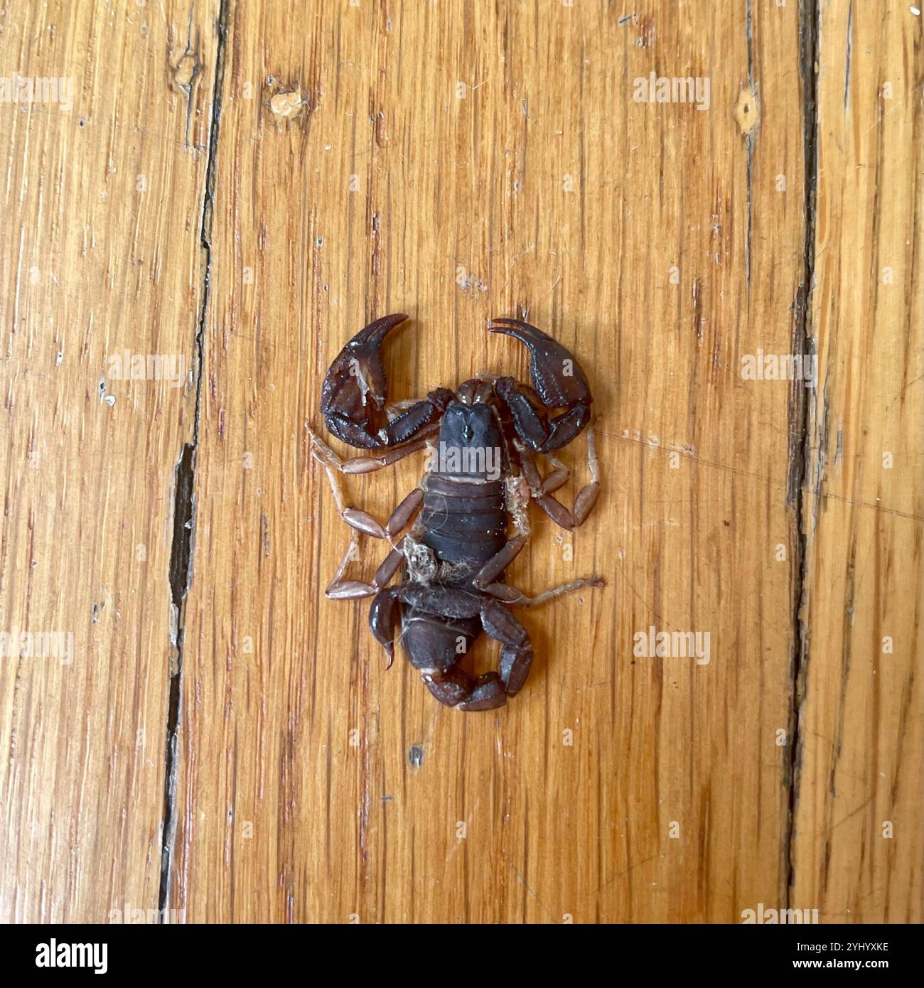 Western Forest Scorpion (Uroctonus mordax Stock Photo - Alamy