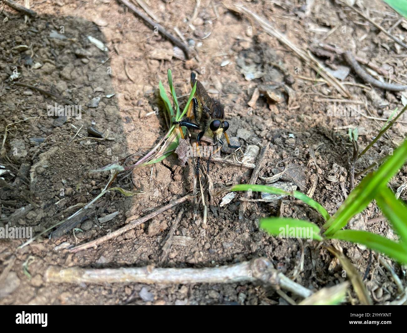 Red-footed Cannibal Fly (Promachus rufipes Stock Photo - Alamy