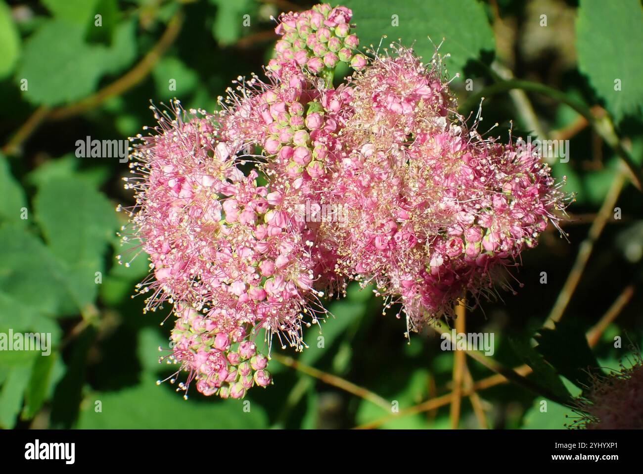 Mountain Spirea (Spiraea splendens Stock Photo - Alamy