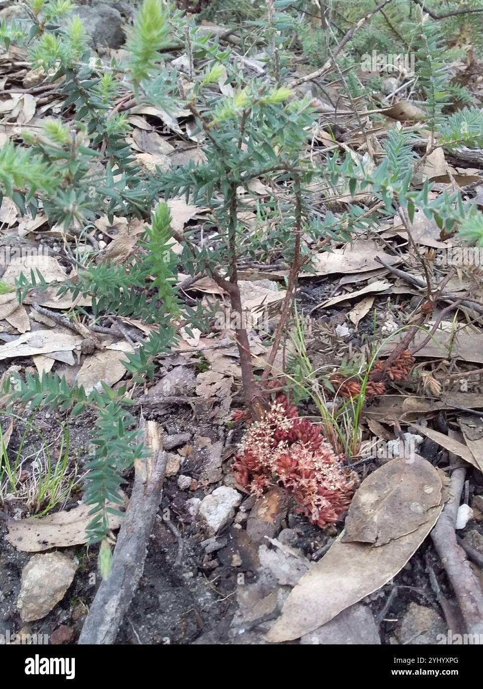 Mount Lofty Ground-berry (Acrotriche fasciculiflora Stock Photo - Alamy