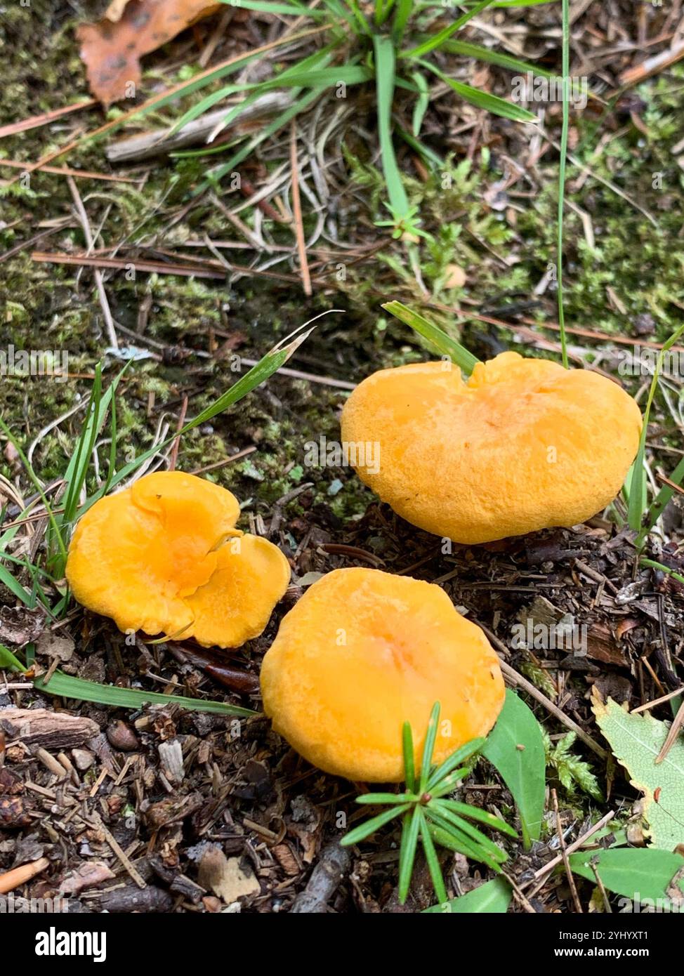 flame trumpet (Craterellus ignicolor Stock Photo - Alamy