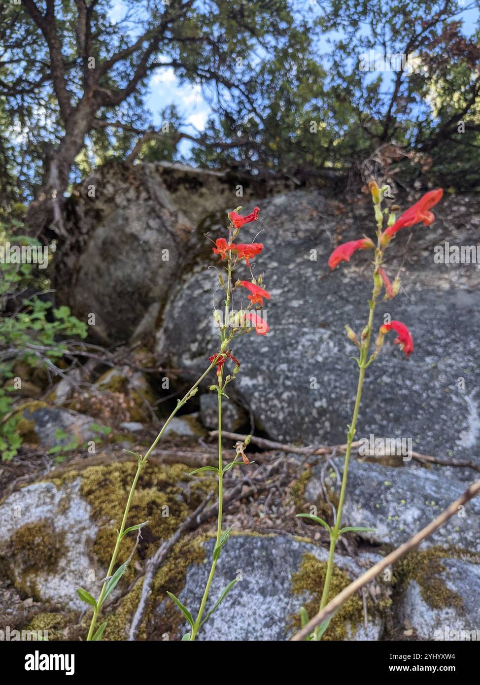 Bridges' penstemon (Penstemon rostriflorus Stock Photo - Alamy