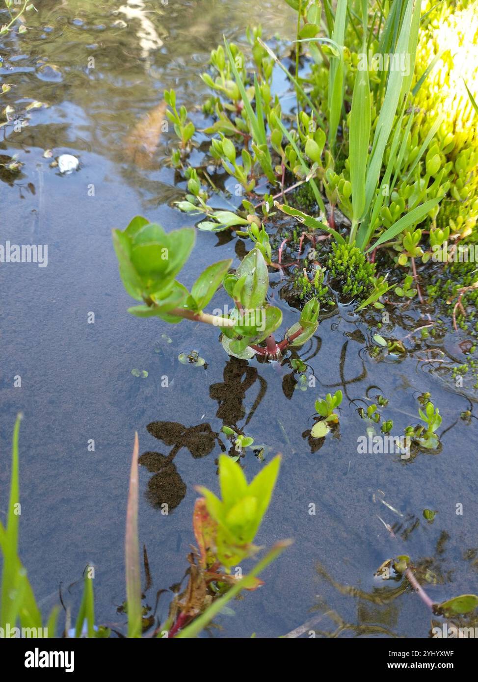 American brooklime hi-res stock photography and images - Alamy