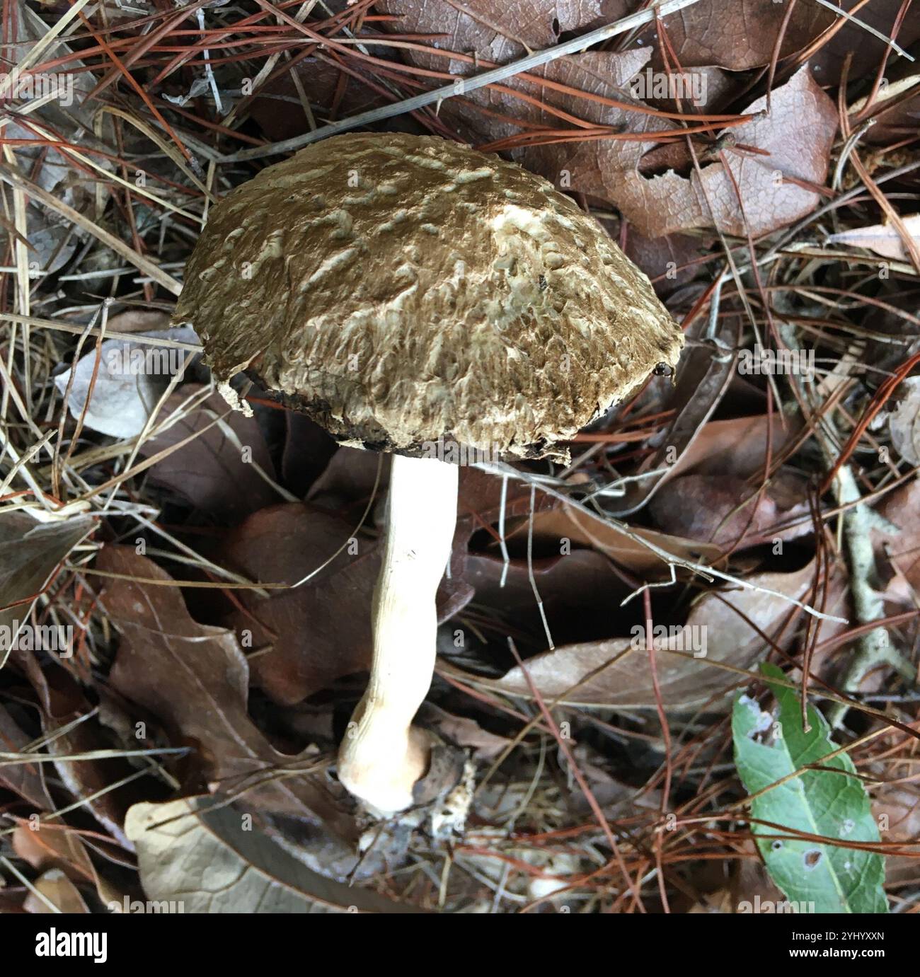 Pineapple Bolete (Boletellus ananas Stock Photo - Alamy