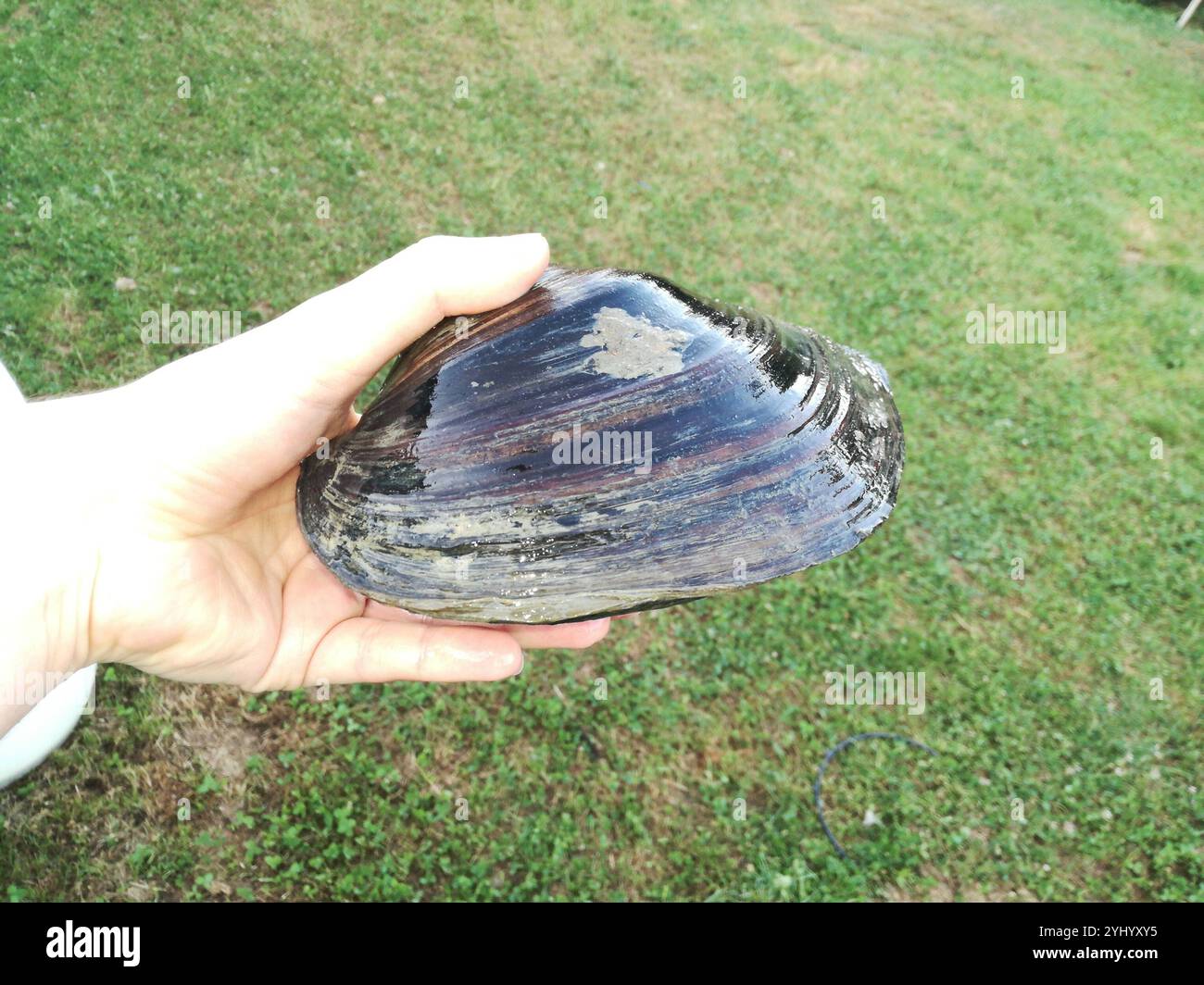 Chinese Pond Mussel (Sinanodonta woodiana Stock Photo - Alamy