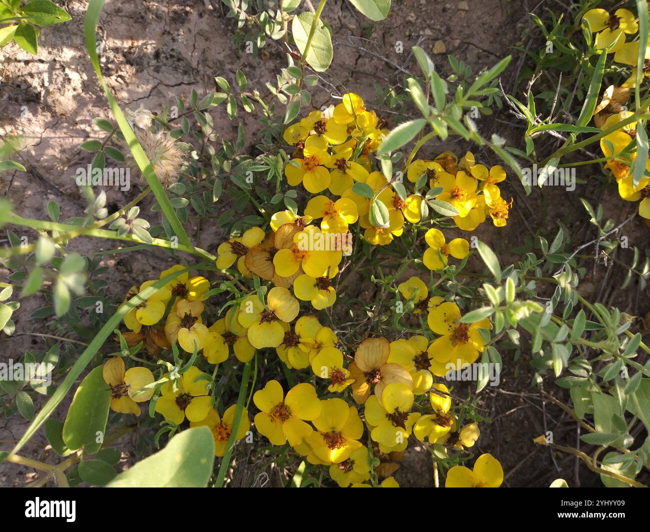Rocky Mountain zinnia (Zinnia grandiflora Stock Photo - Alamy