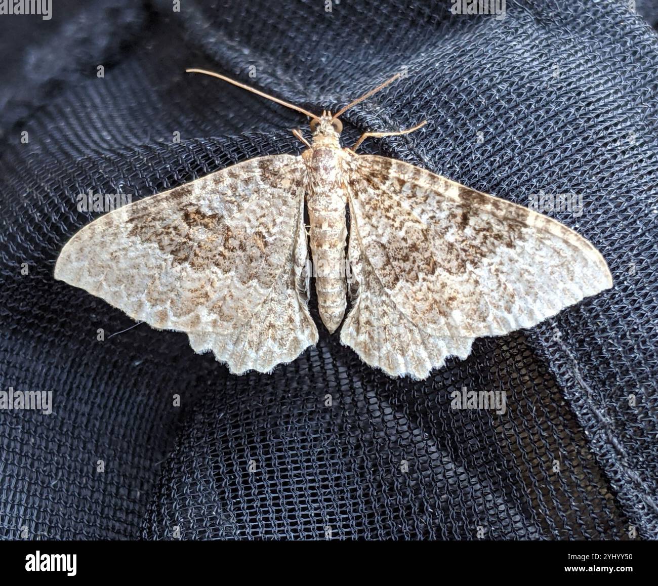 scallop shell moth (Hydria undulata Stock Photo - Alamy