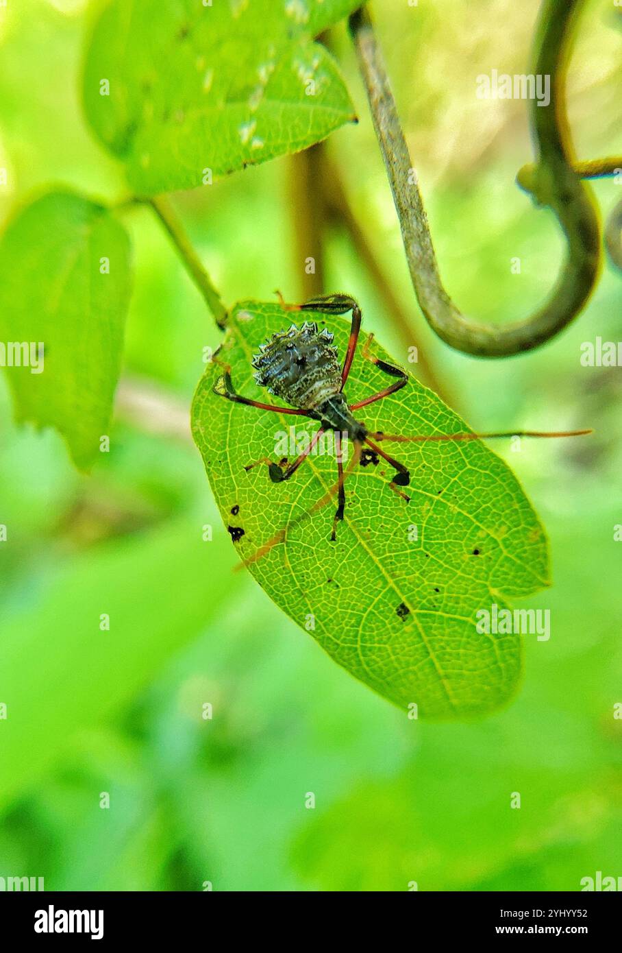 Spine-headed Bugs (Acanthocephala Stock Photo - Alamy