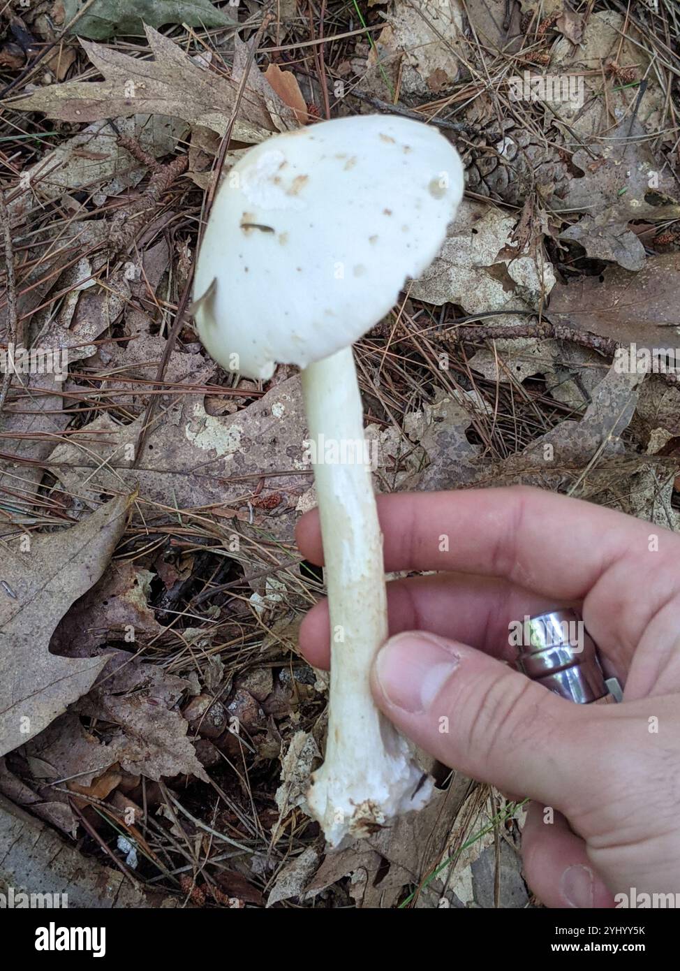 Phalloideae hi-res stock photography and images - Alamy